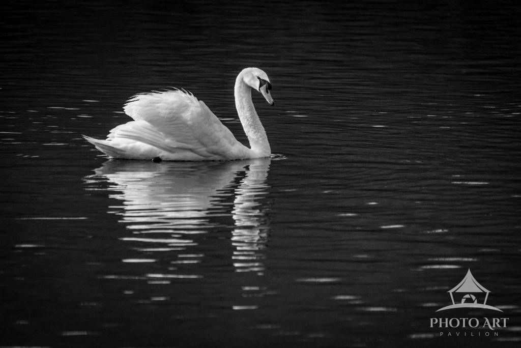 Swan at Peace Photo Art Pavilion
