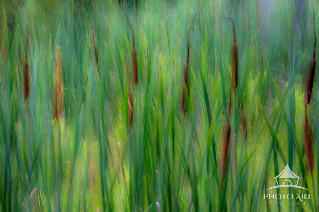 Cattails In Spring Photo Art Pavilion