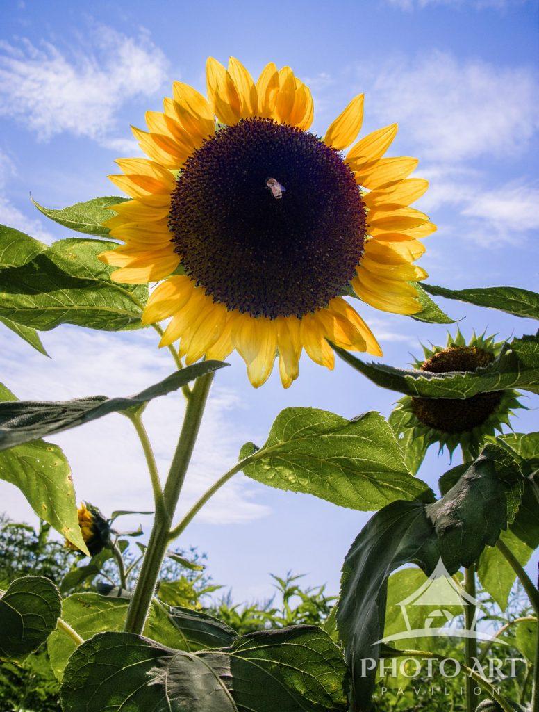 Sunflower Eclipse Photo Art Pavilion