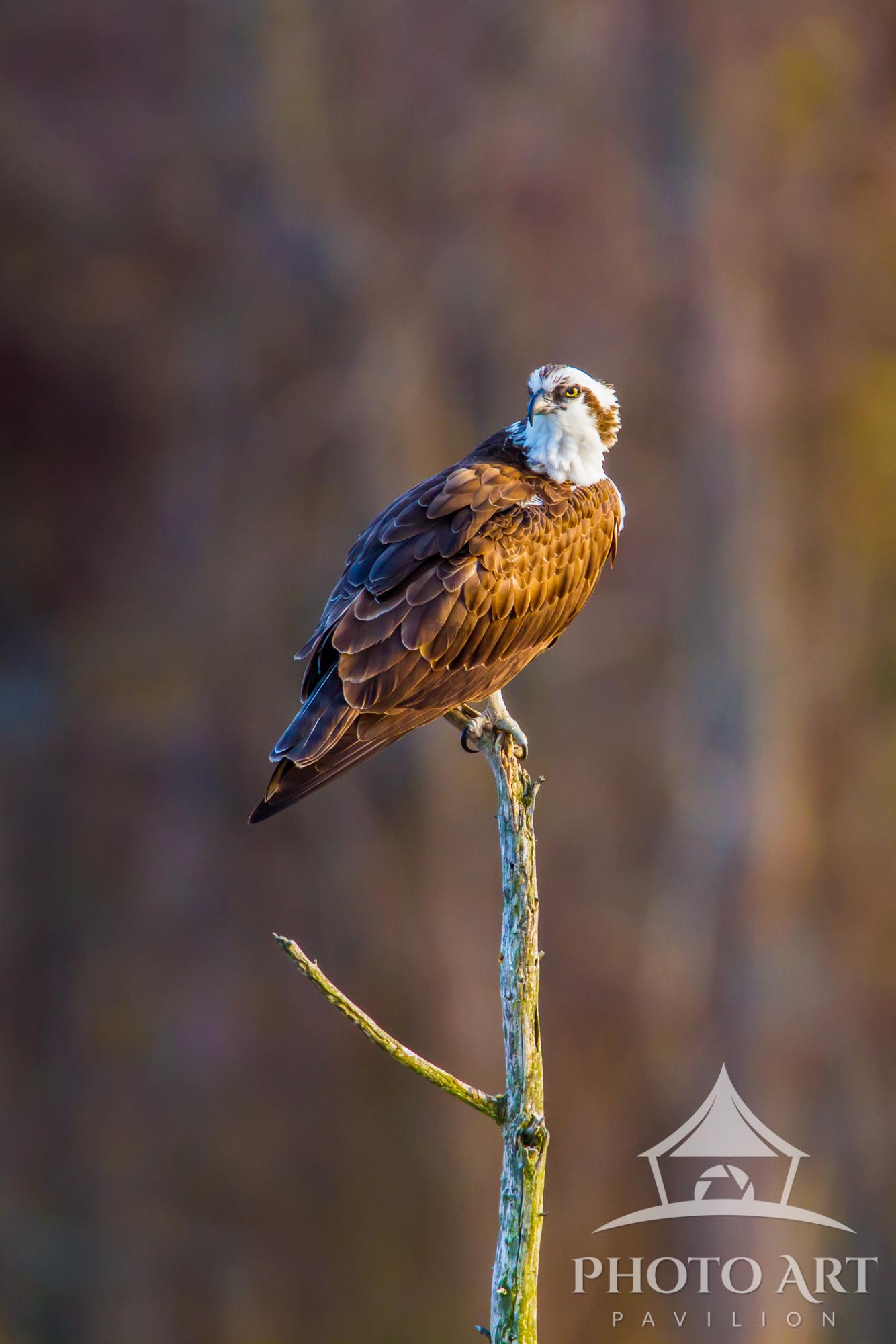 Osprey Perch Photo Art Pavilion