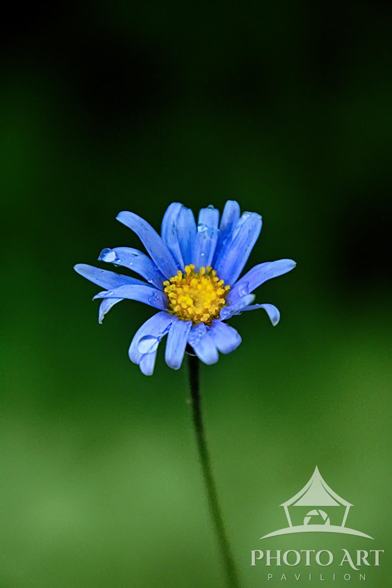 Blue Daisy Photo Art Pavilion
