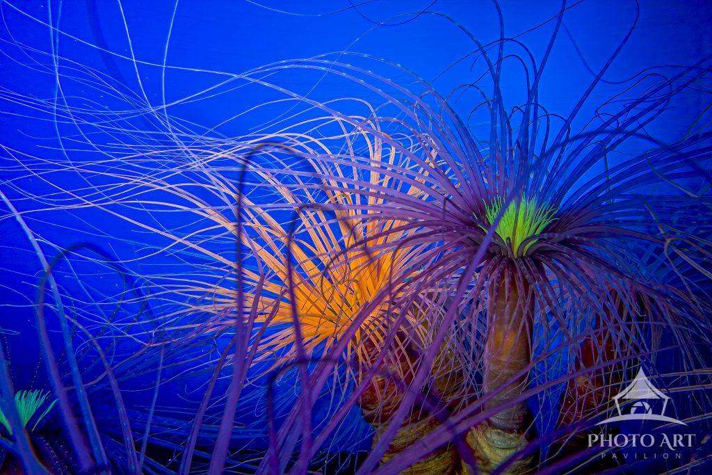 Coral Dance Photo Art Pavilion