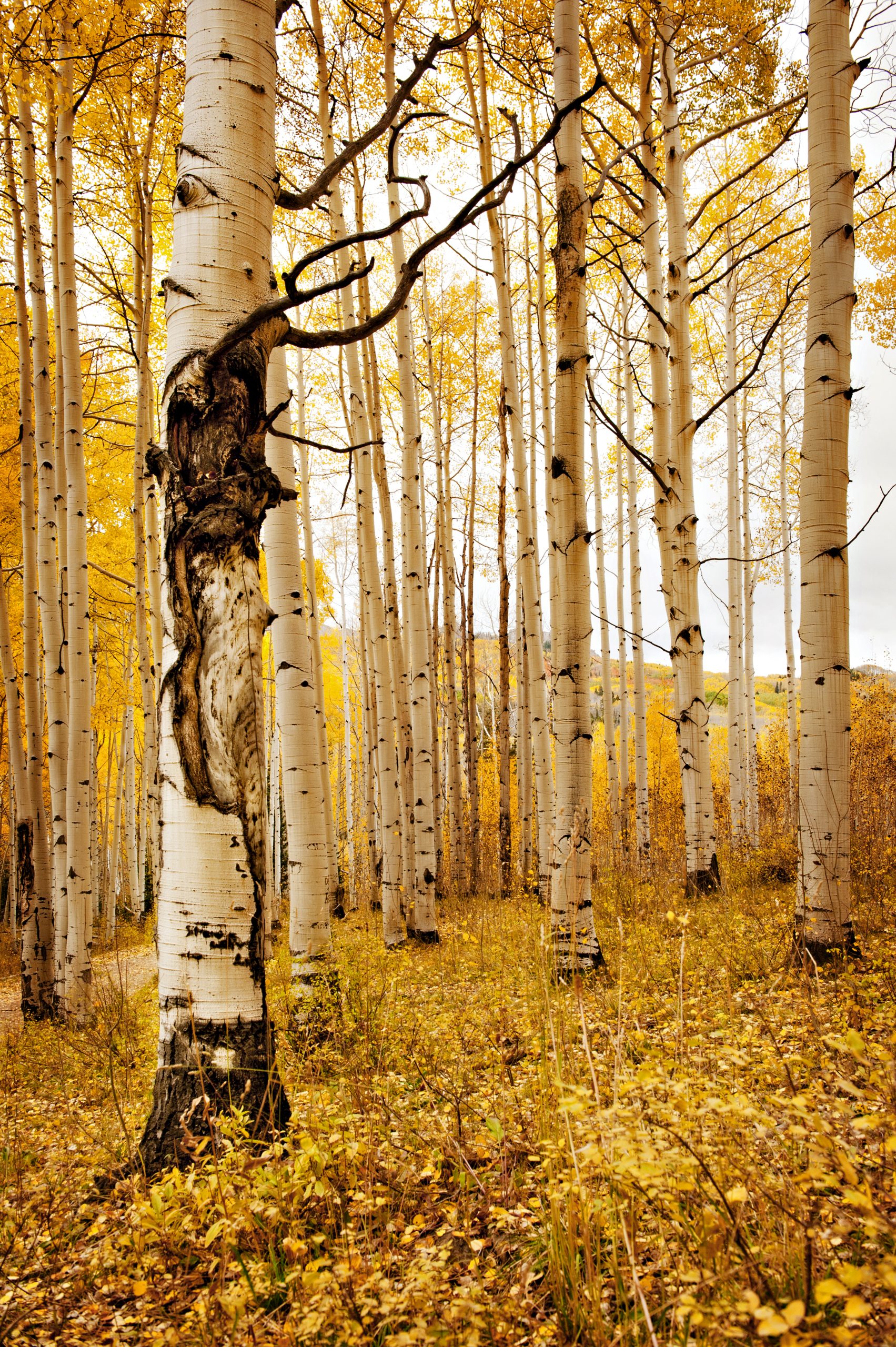 Photo Art Pavilion | Affordable Photo Art Prints | Free Ship