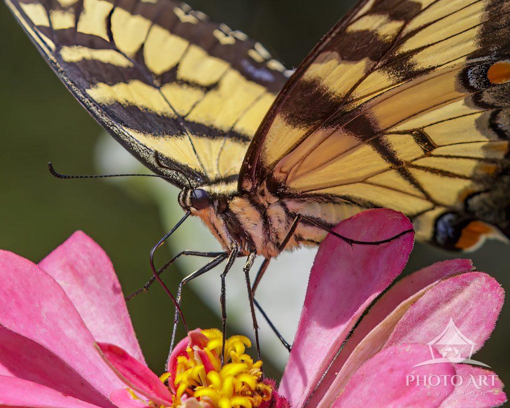 Sippin' Nectar Thru a Straw Photo Art Pavilion