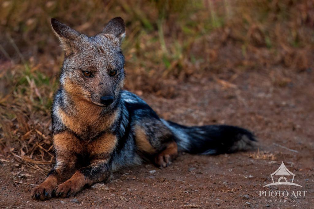 Jackal at Rest Photo Art Pavilion