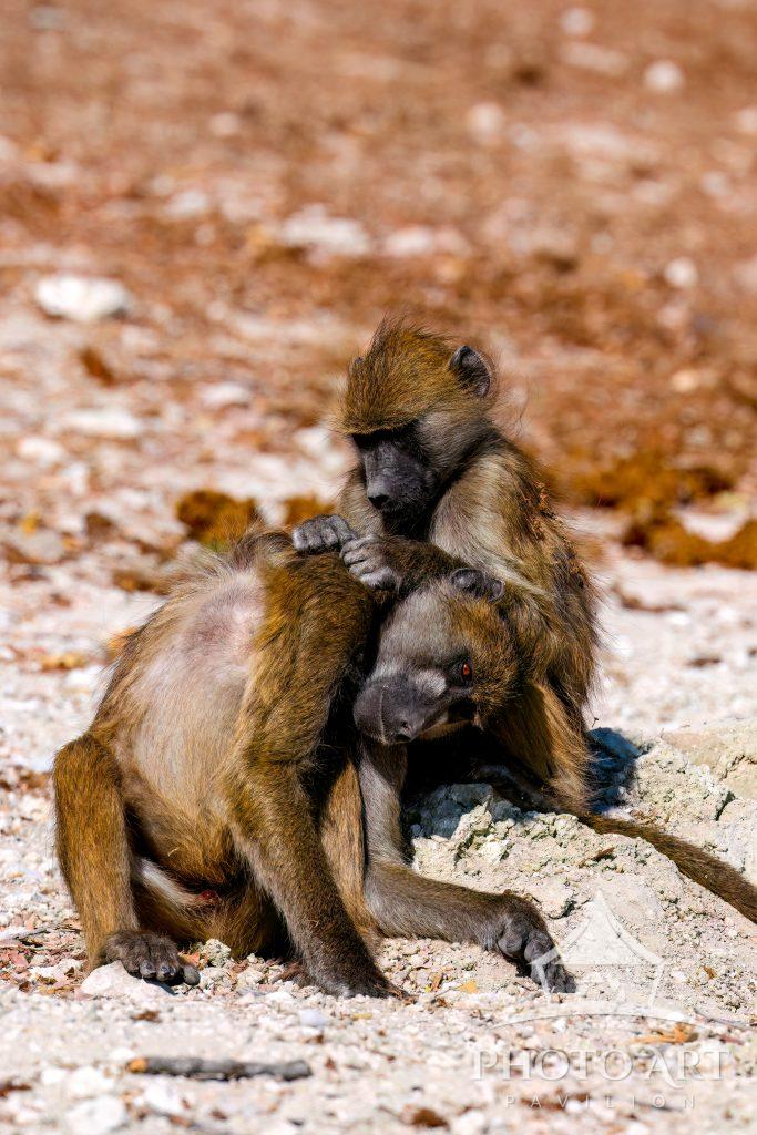 A Baboon Cleaning Station Photo Art Pavilion