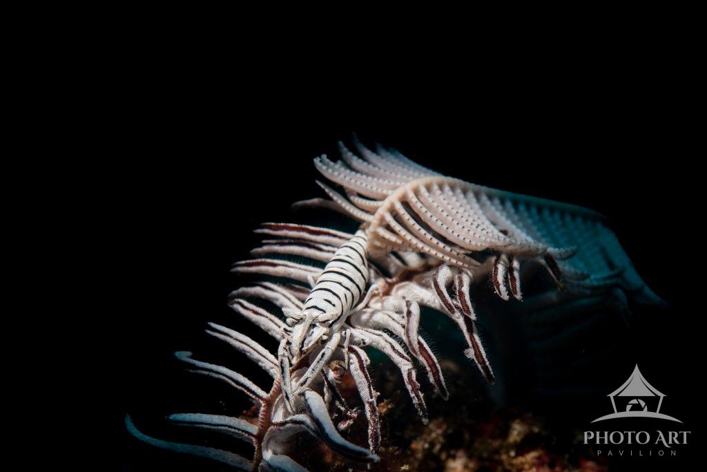 Crinoid Shrimp Photo Art Pavilion