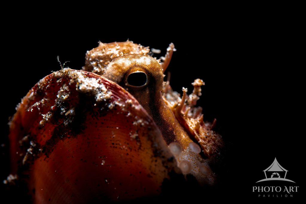 A Coconut Octopus hiding in a claim shell Photo Art Pavilion
