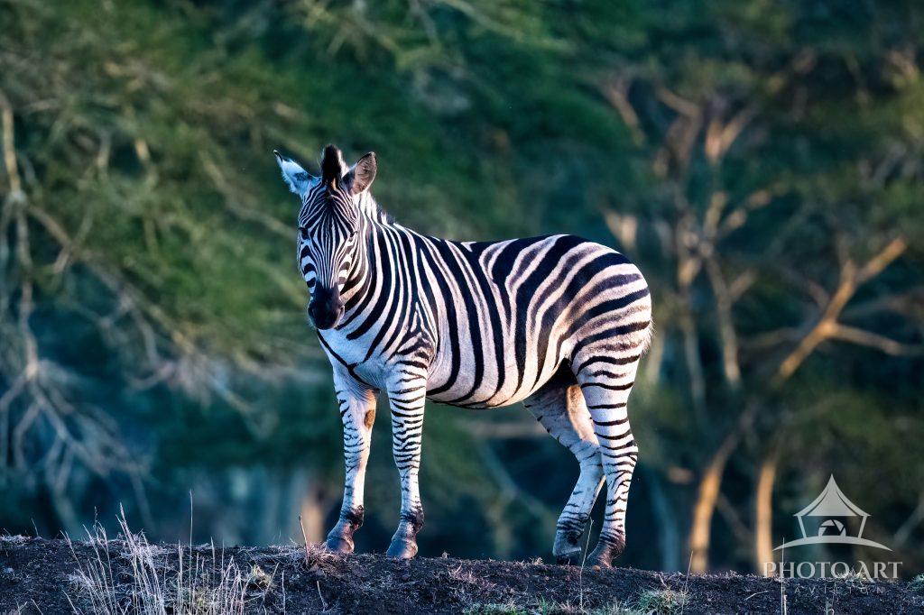A Zebra standing on the top of the ridge Photo Art Pavilion