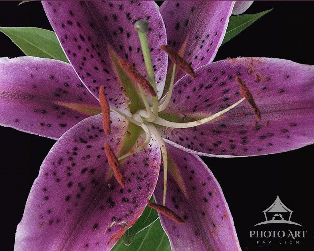 picture of lily Photo Art Pavilion