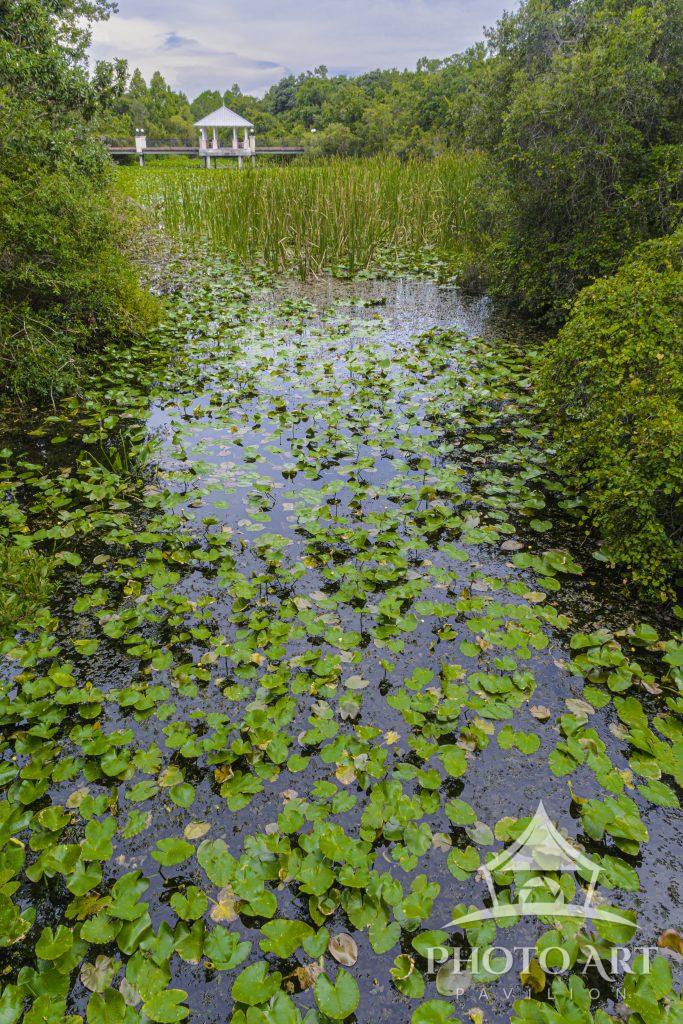 Lily Pads Photo Art Pavilion