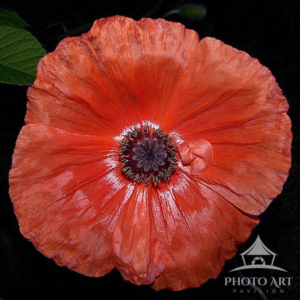 night poppy Photo Art Pavilion