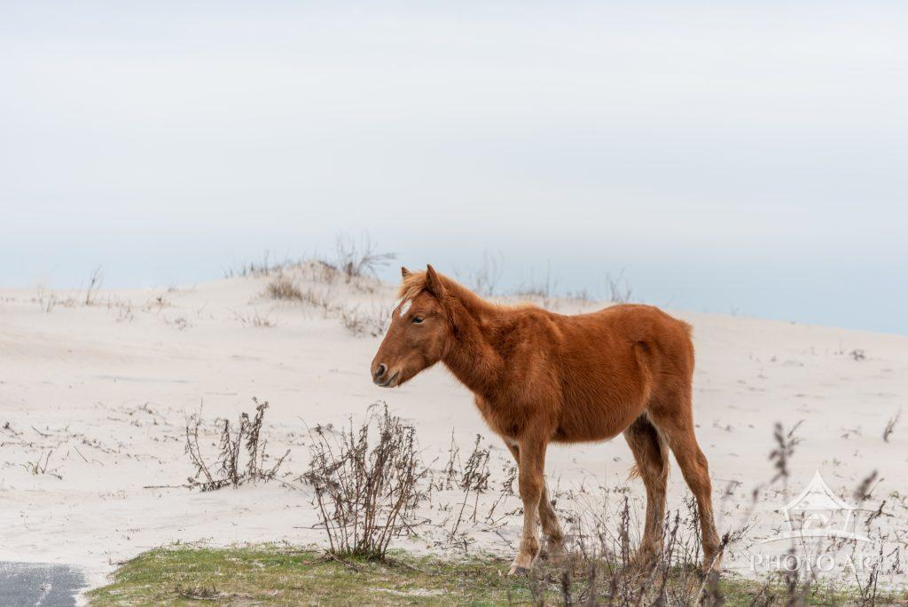 Young Wild Pony At The Beach Photo Art Pavilion