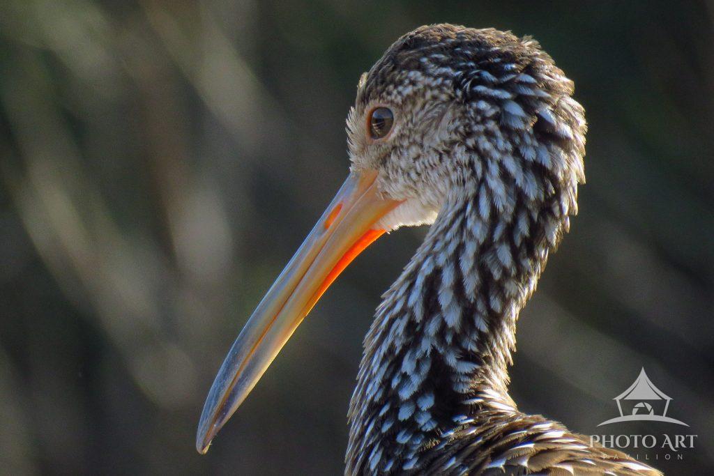 Limpkin Photo Art Pavilion