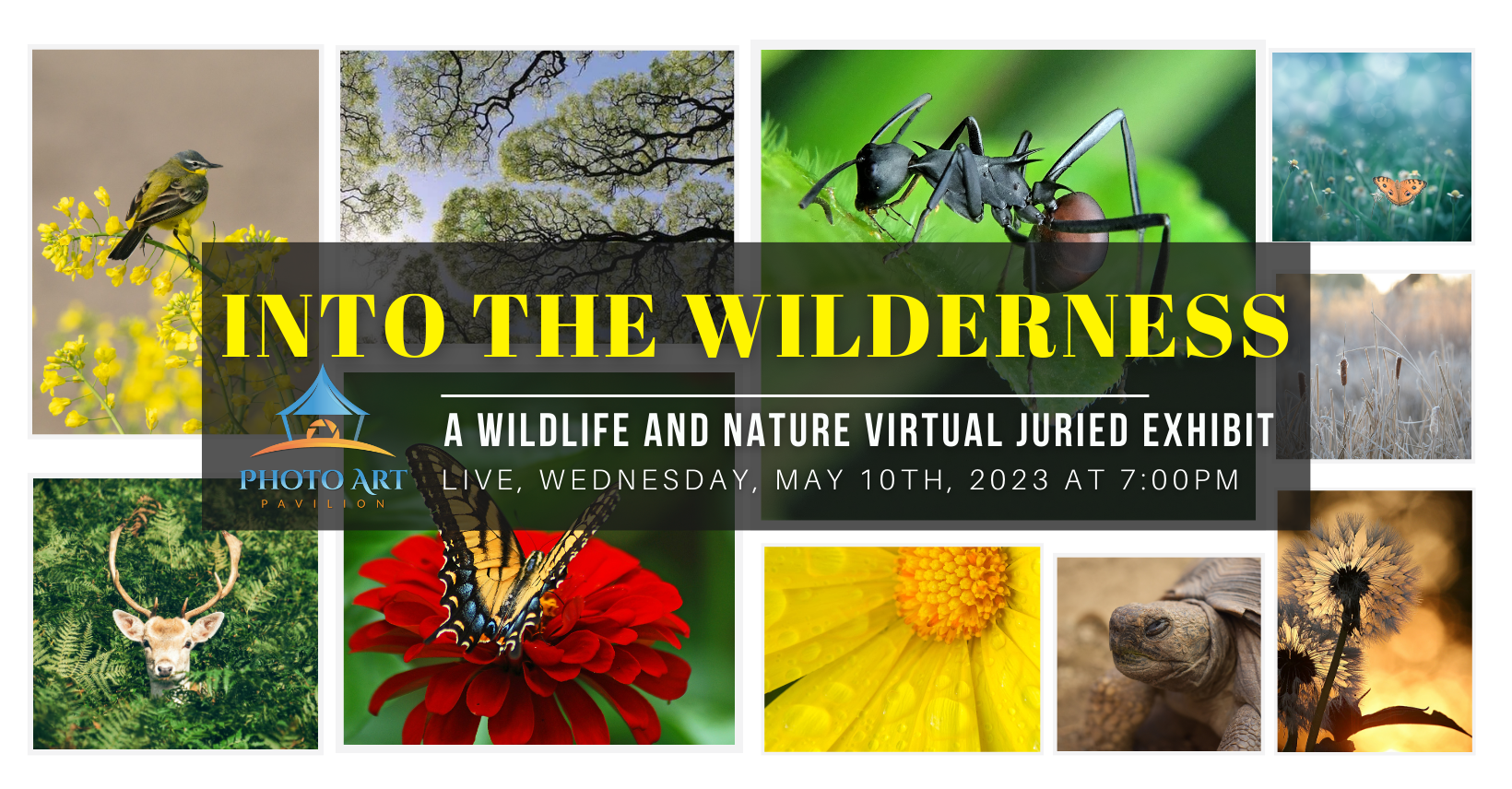 Into The Wilderness - Photo Art Pavilion