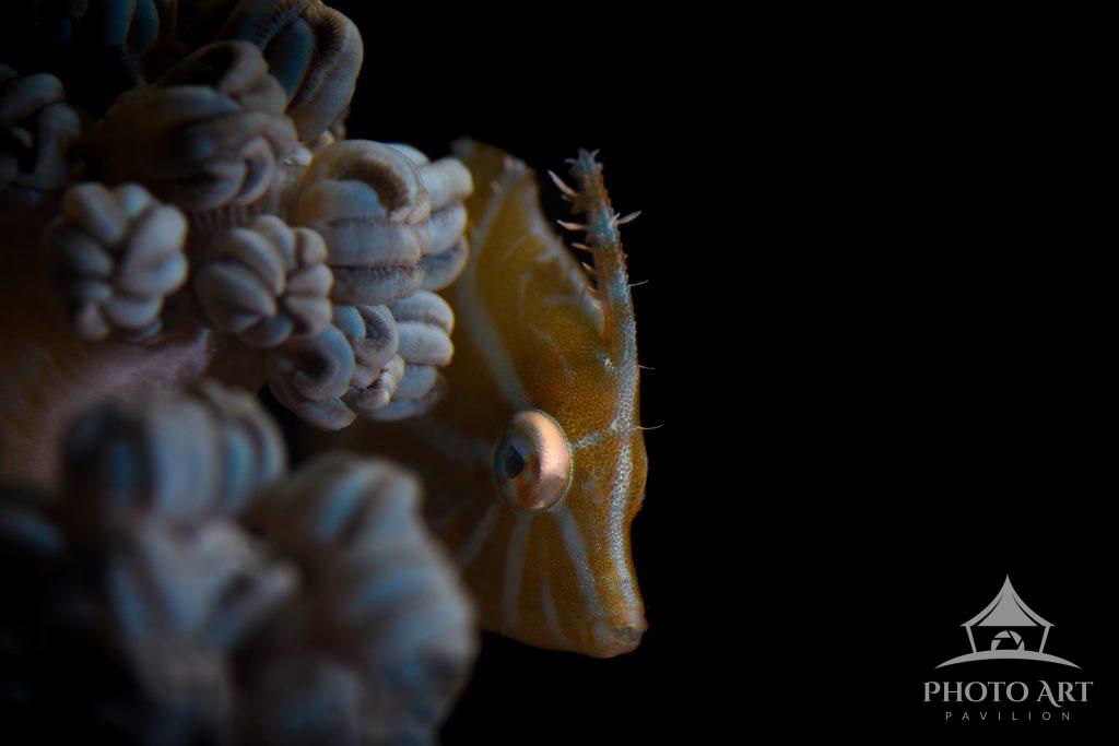 A very shy File Fish - Photo Art Pavilion