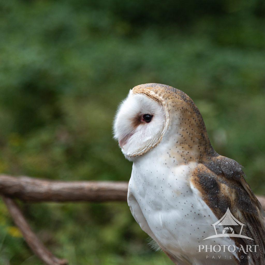 The Elegant Barn Owl I Photo Art Pavilion