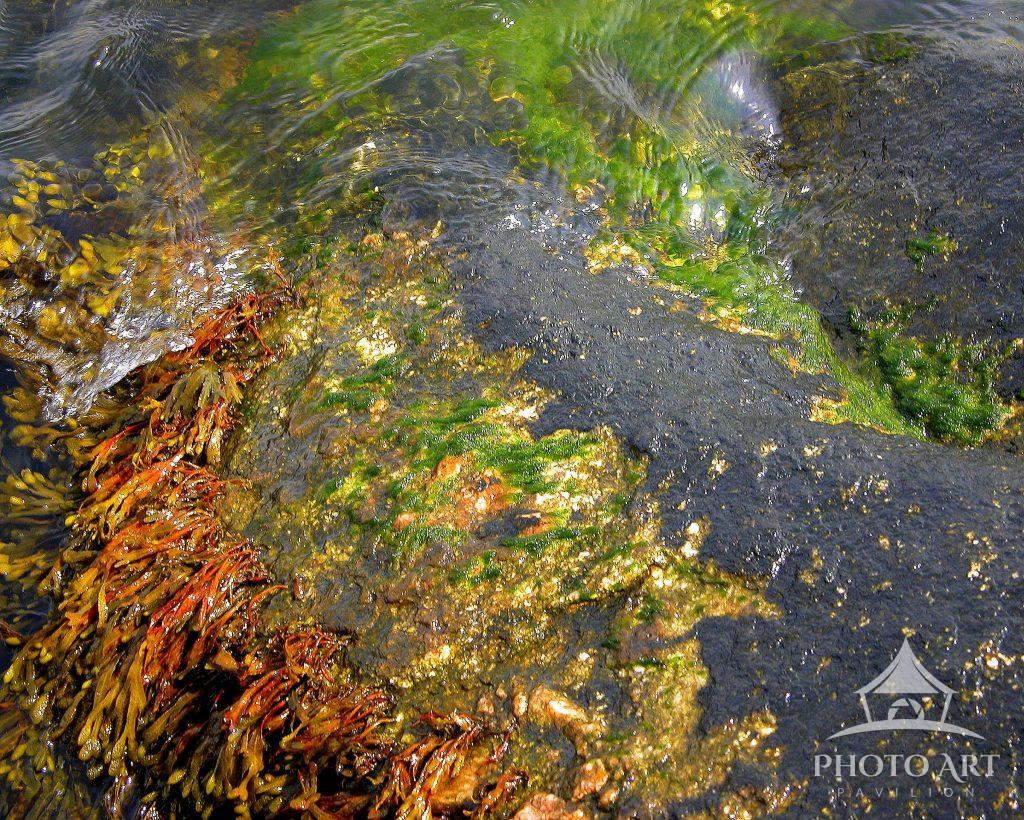 Seaweed Bursting Colors - Photo Art Pavilion