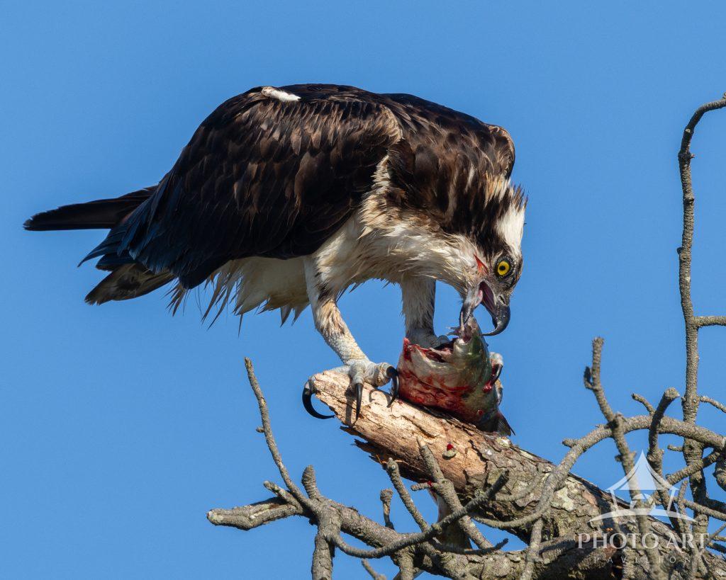 Osprey Feeding Photo Art Pavilion