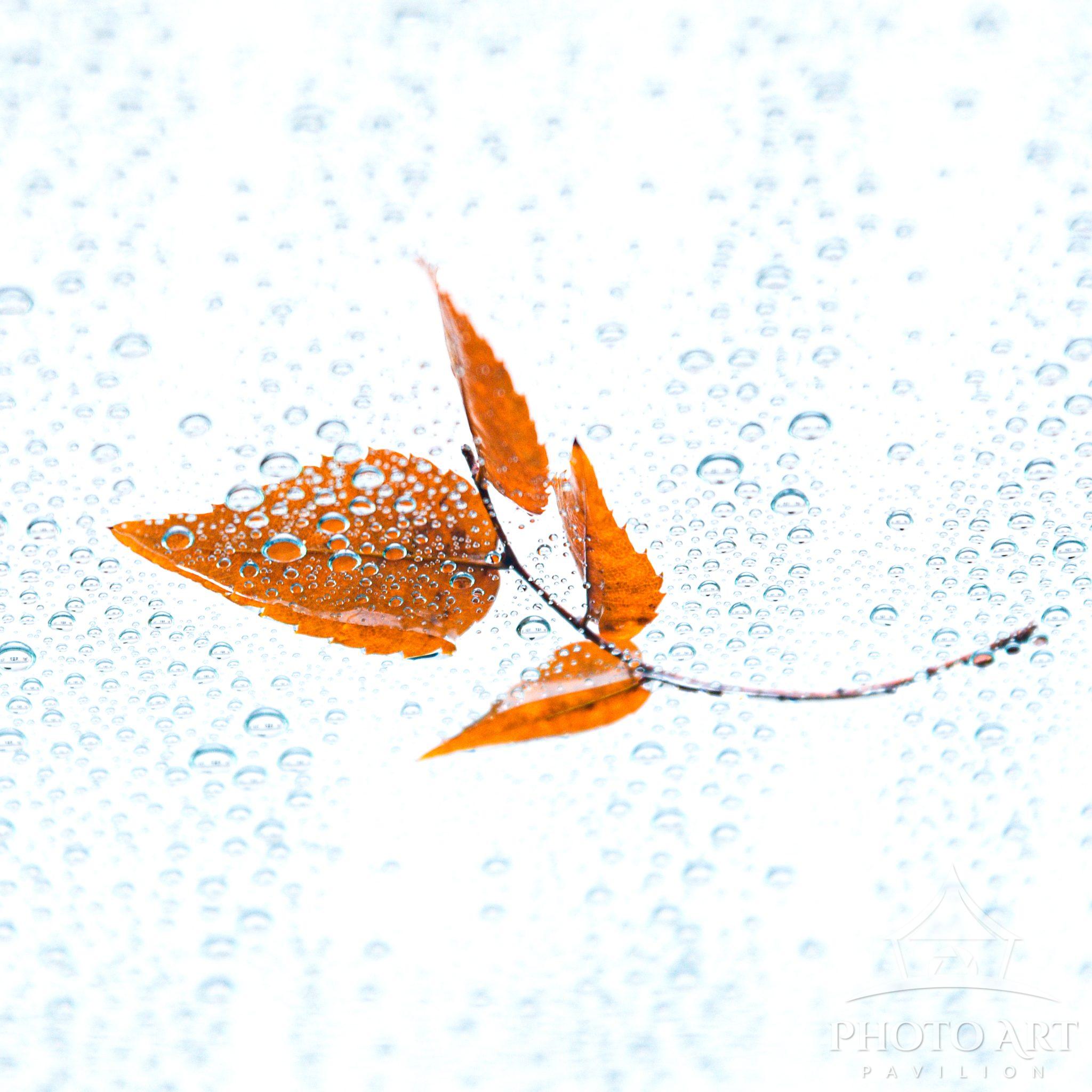 Buy Art Prints | Art Print Sales and Wall Decor - Photo Art Pavilion