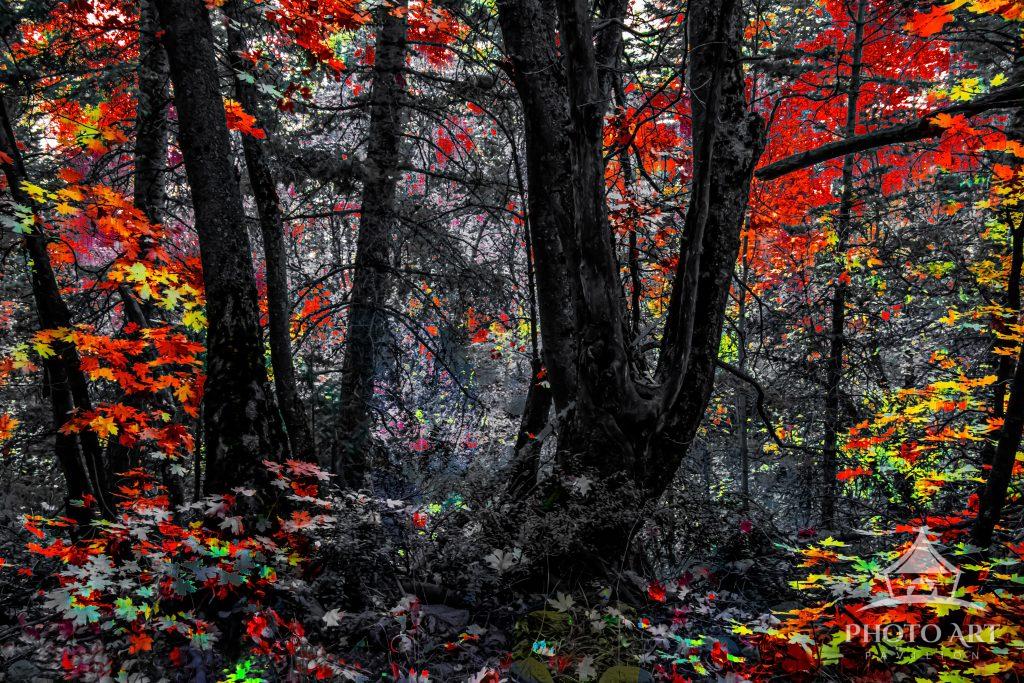 Autumn Shadow Forest Photo Art Pavilion