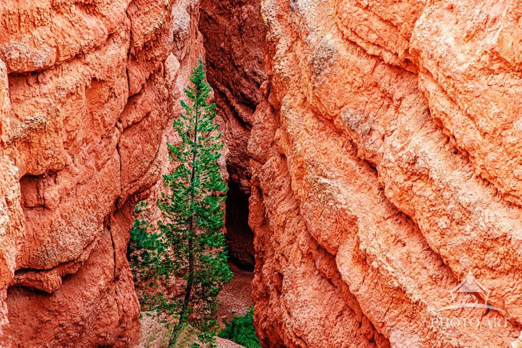Standing Alone (Bryce Canyon) Photo Art Pavilion