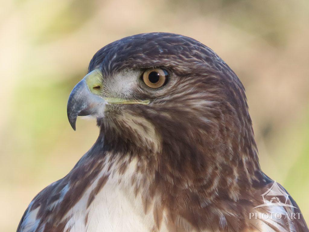 Miracle bird Photo Art Pavilion