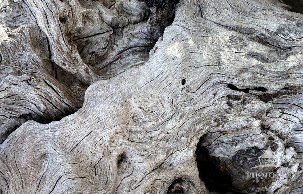 Ensemble of flowing driftwood shapes creates wondrous visual ...
