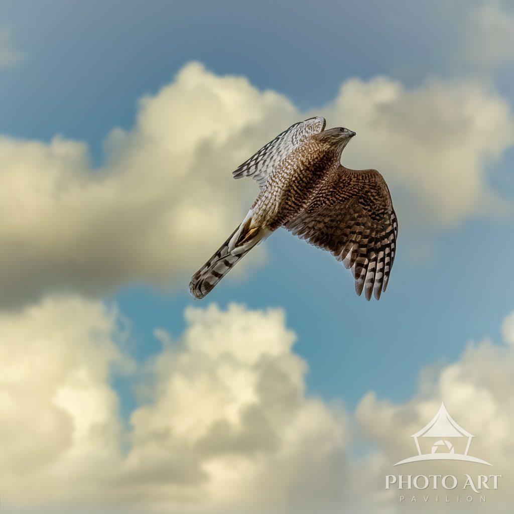 Aerial Grace Unleashed Photo Art Pavilion