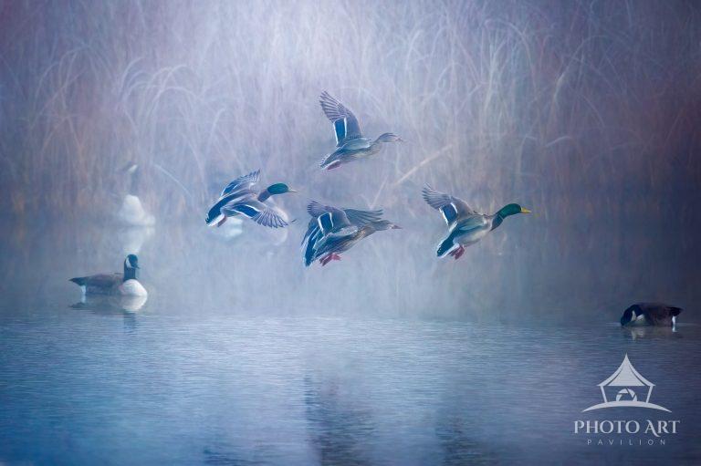 Photo Art Pavilion | Affordable PhotoArt Prints | Free Ship