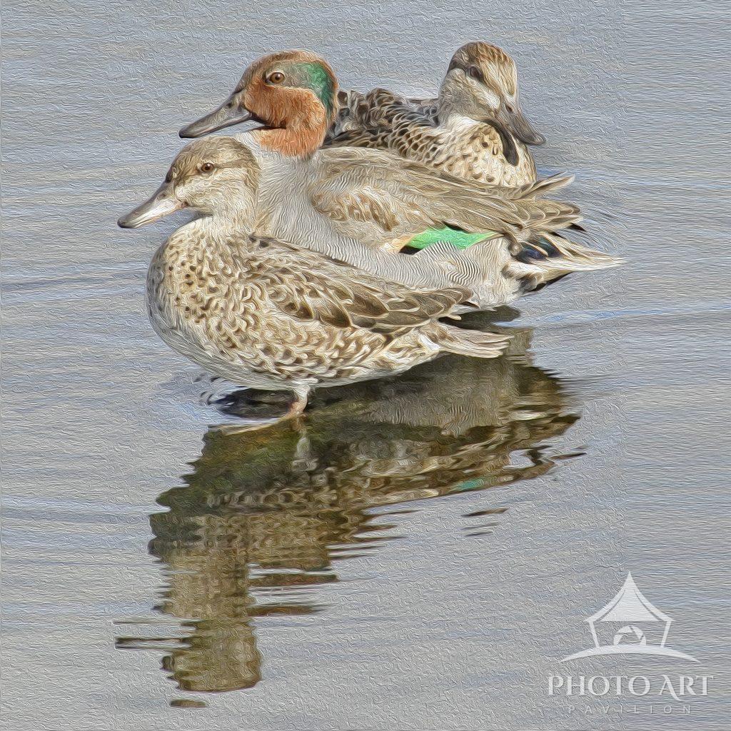 The Three Green-winged Ducks Are Swimming Together 64 Photo Art Pavilion
