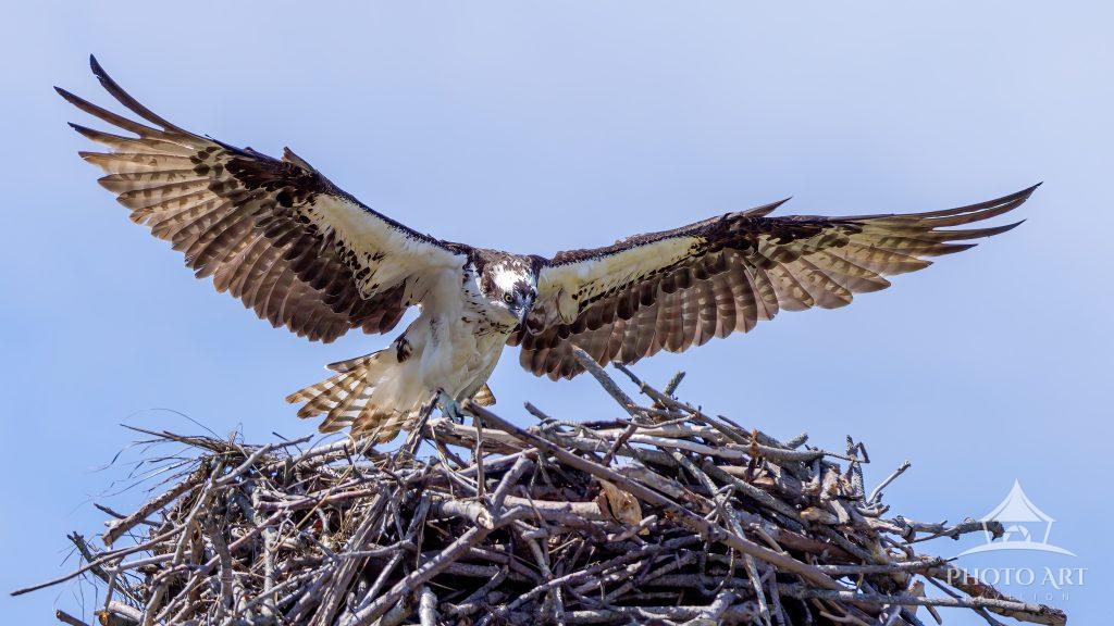 Osprey landing in nest Photo Art Pavilion