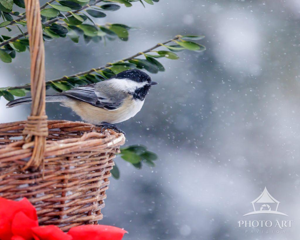 Chickadee in the Storm Photo Art Pavilion