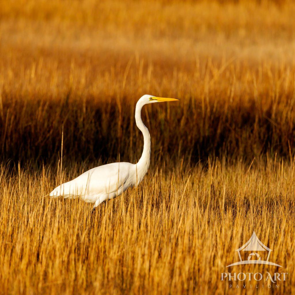 Great Egret Photo Art Pavilion