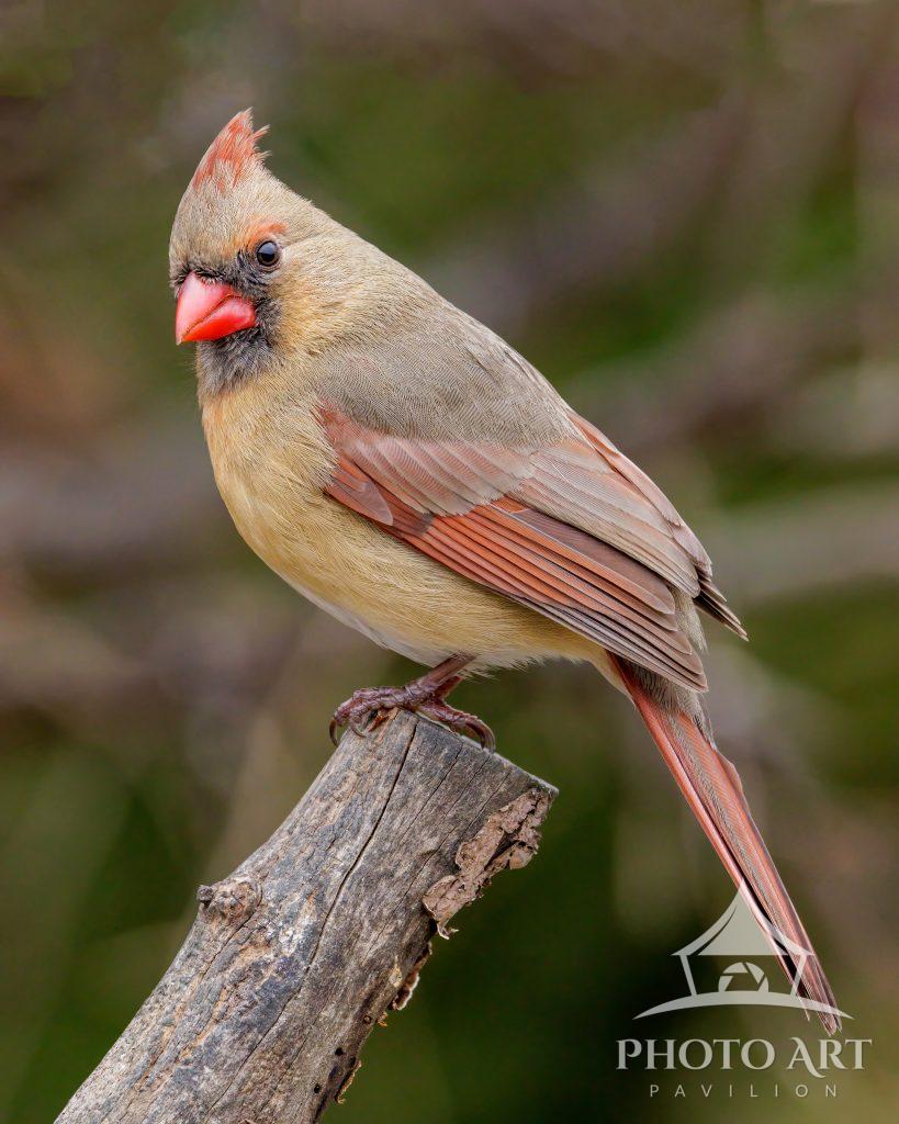 Female Cardinal Photo Art Pavilion
