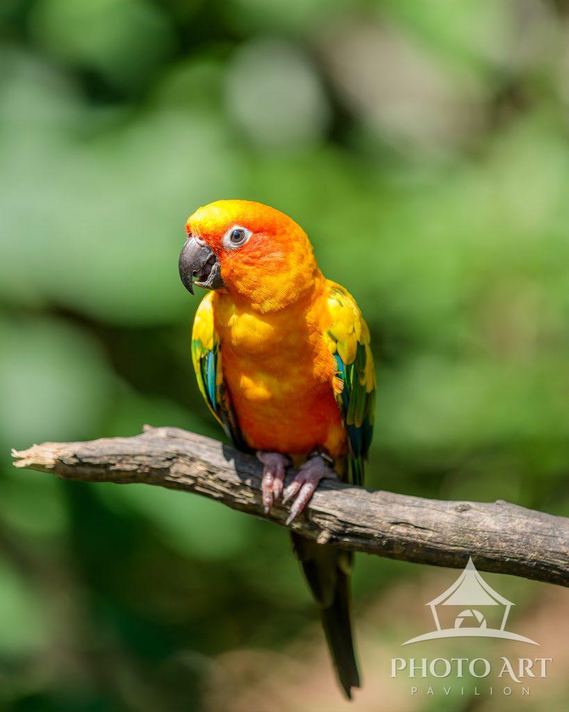 Sun Conure Photo Art Pavilion