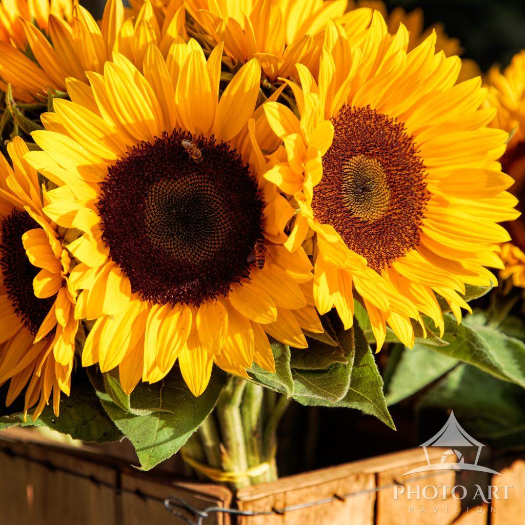 Sunflower Crate - Photo Art Pavilion