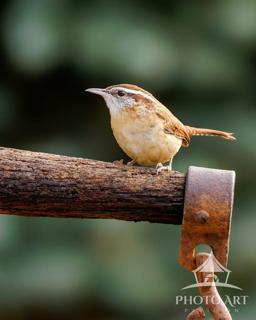 Carolina Wren Photo Art Pavilion