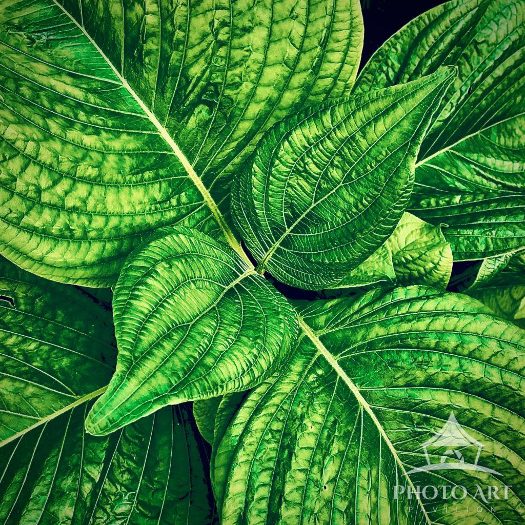 CELOSIA Photo Art Pavilion