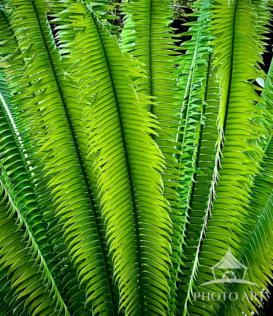 DIOON Photo Art Pavilion