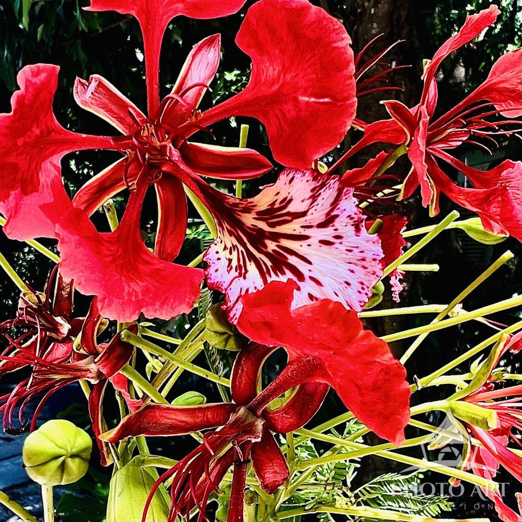 DELONIX REGIA Photo Art Pavilion