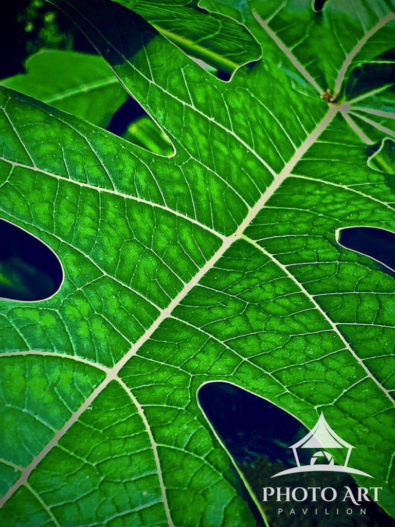 LIVELY Photo Art Pavilion