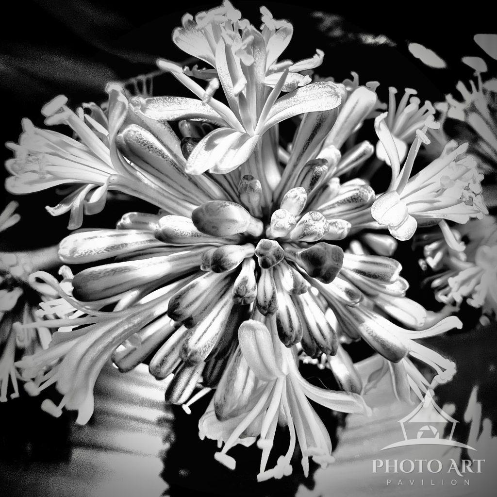 LILY OF THE NILE Photo Art Pavilion