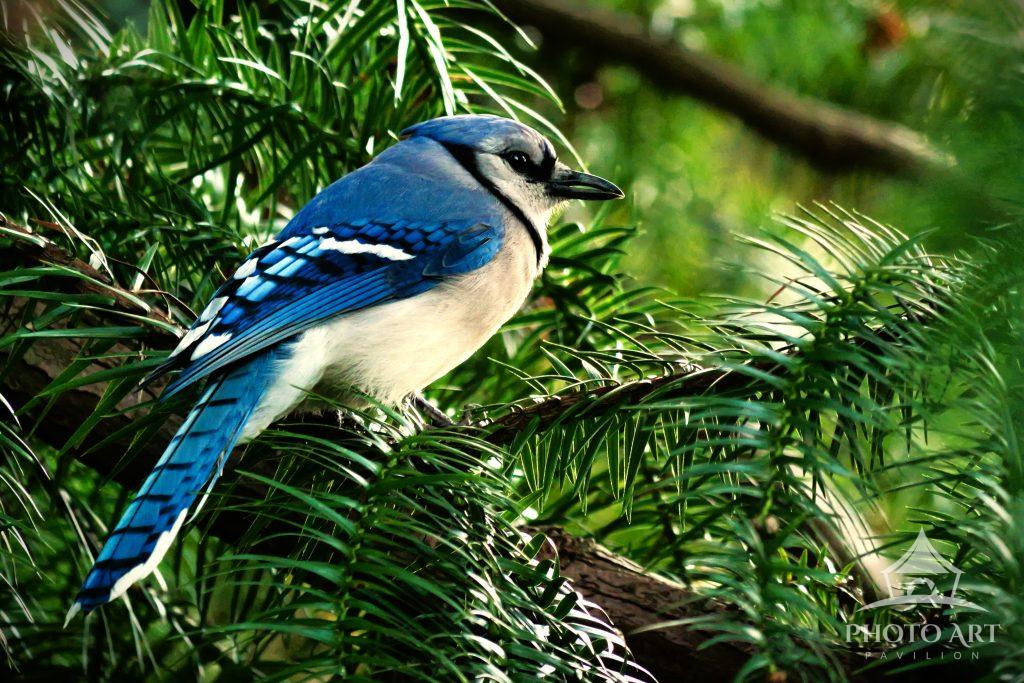 Hue Photo Art Pavilion