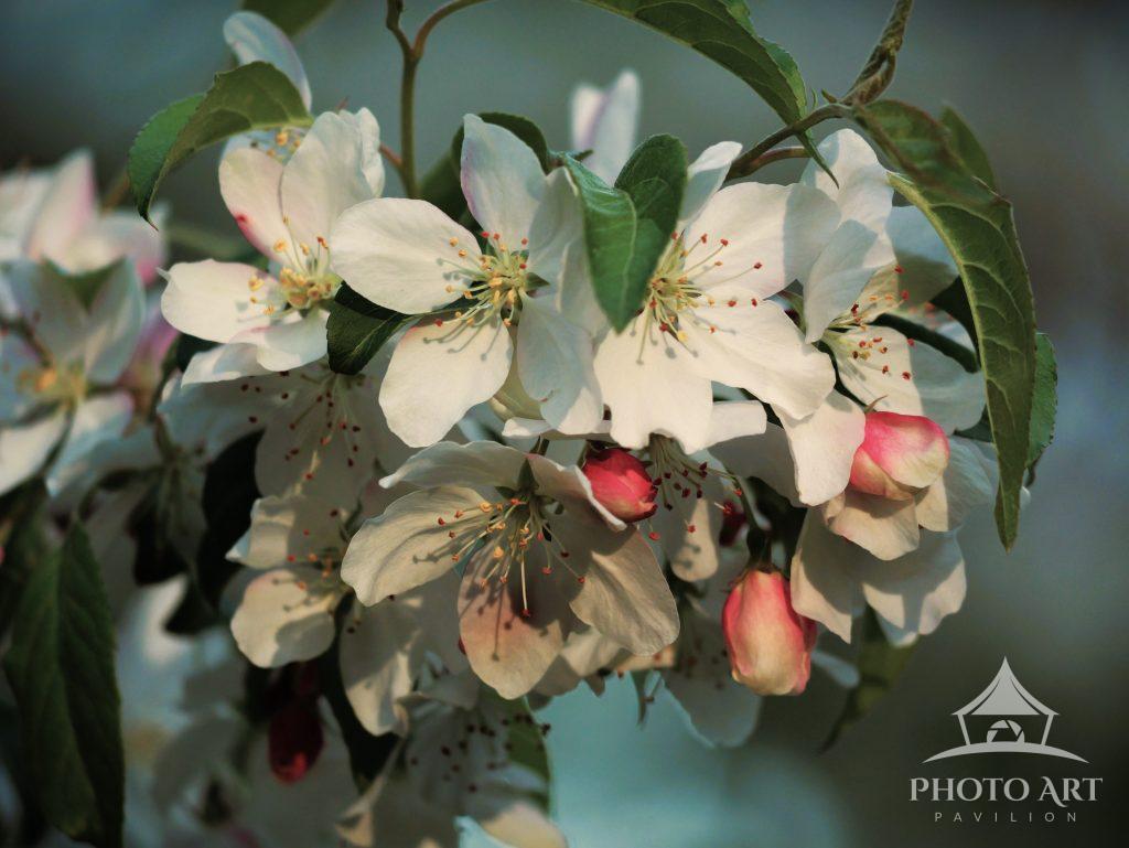 Anther Photo Art Pavilion