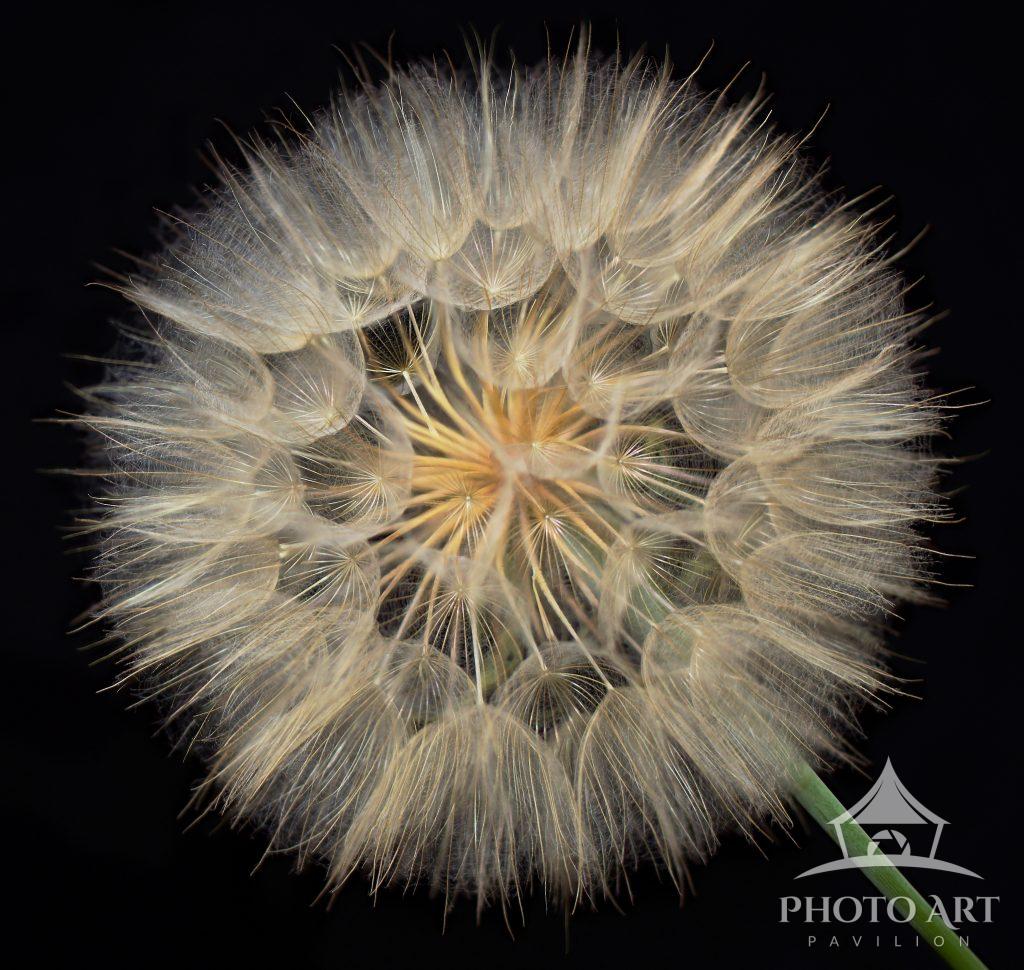 Puff Photo Art Pavilion