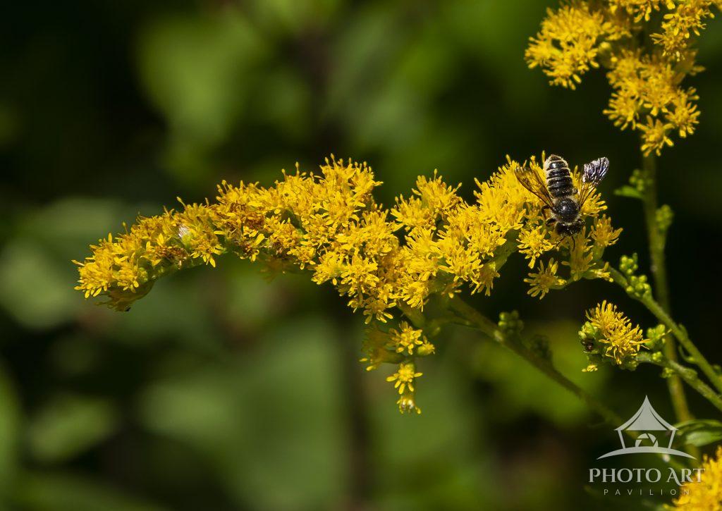 The Bee Is On The Goldenrod 73 Photo Art Pavilion