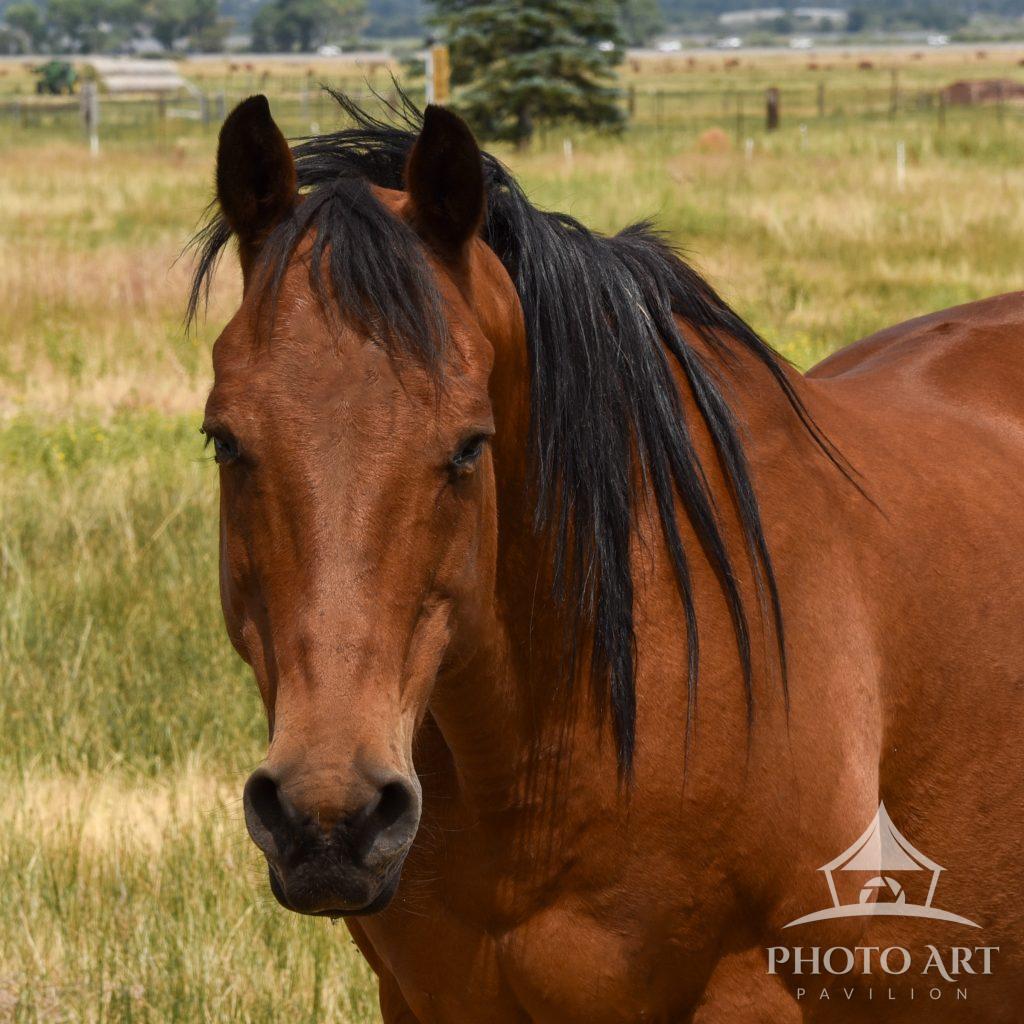 Sierra Beauty Photo Art Pavilion