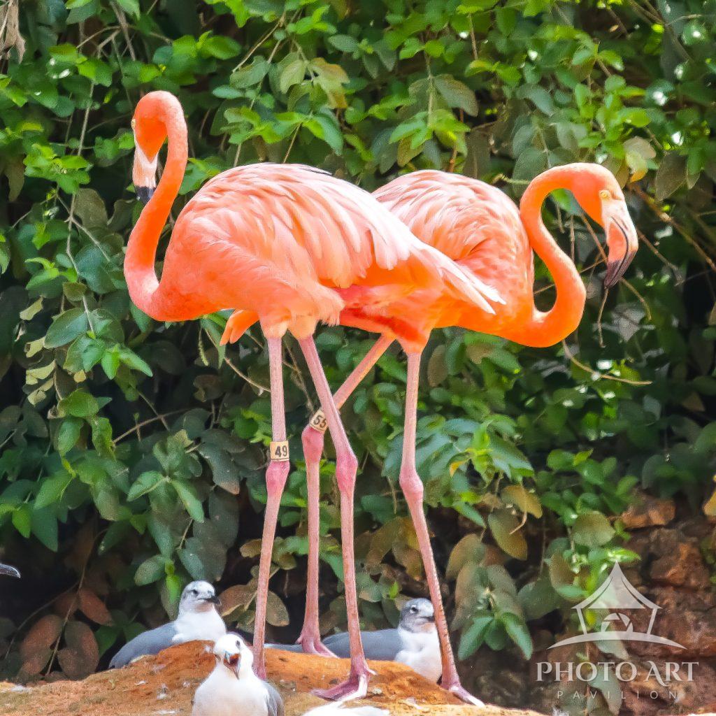 Flamingos Photo Art Pavilion