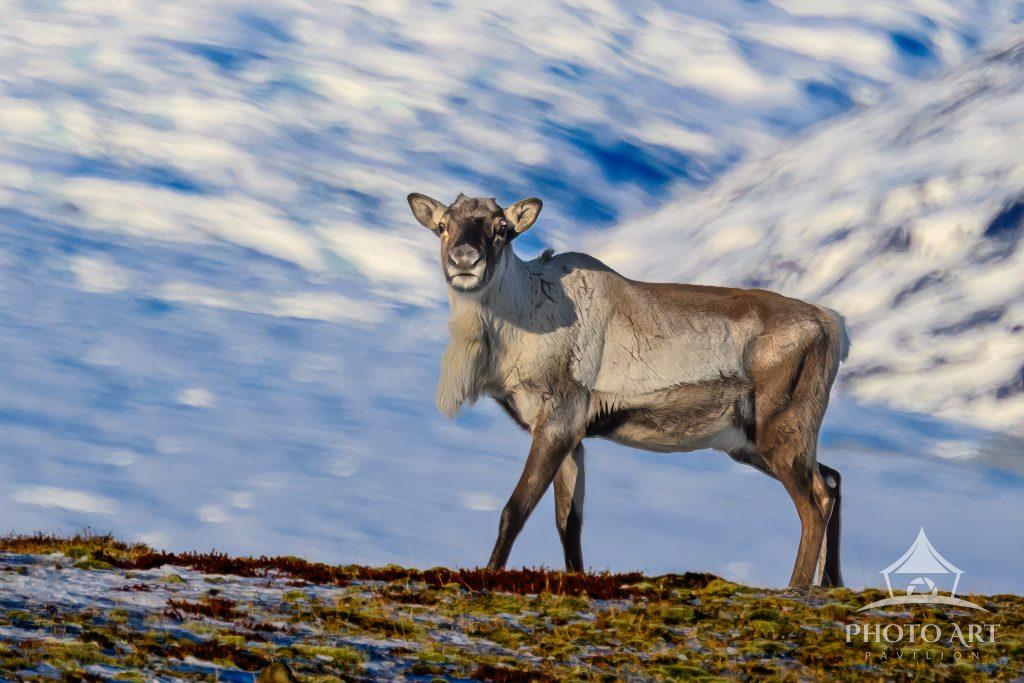 Icelandic Reindeer Close-up Photo Art Pavilion